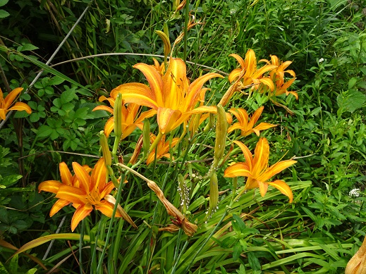 「1」の検索結果 - 森林文化協会